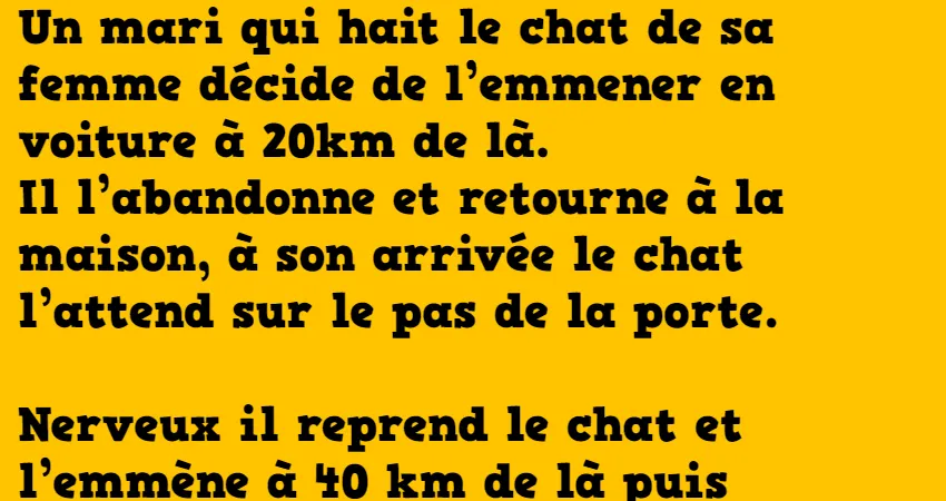 Il abandonne le chat de sa femme à 90 km de la maison - Grands Mères