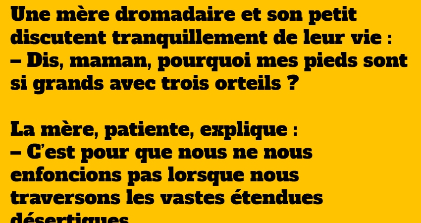 La vie des camélidés - Grands Mères