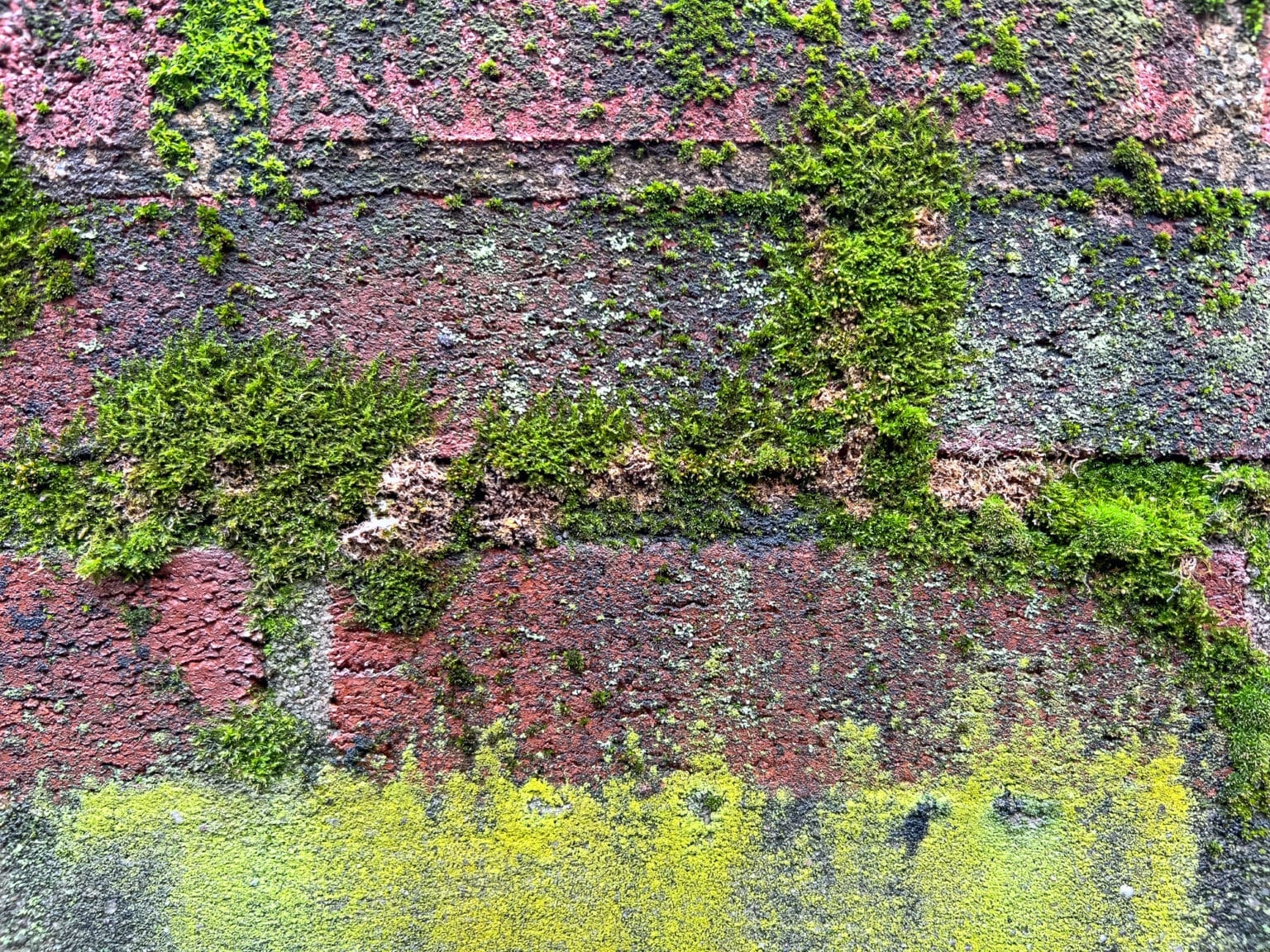 Mousse sur vos murs : DANGER caché pour votre maison ! Découvrez ...