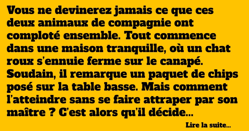 Hilarant : Un chat et un chien passent un accord inattendu… vous allez ...